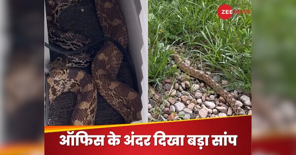 man was working in the office, suddenly he saw such a huge snake ...