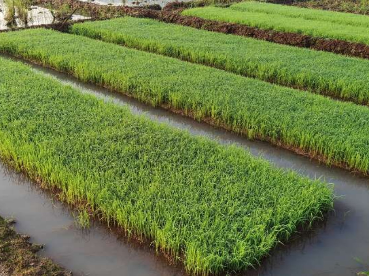best zaid season crop paddy farming in mp how many days before monsoon ...