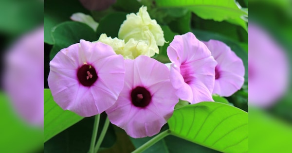 medicinal benefits of vidhara or vridhadaru plants know how it helps in ...