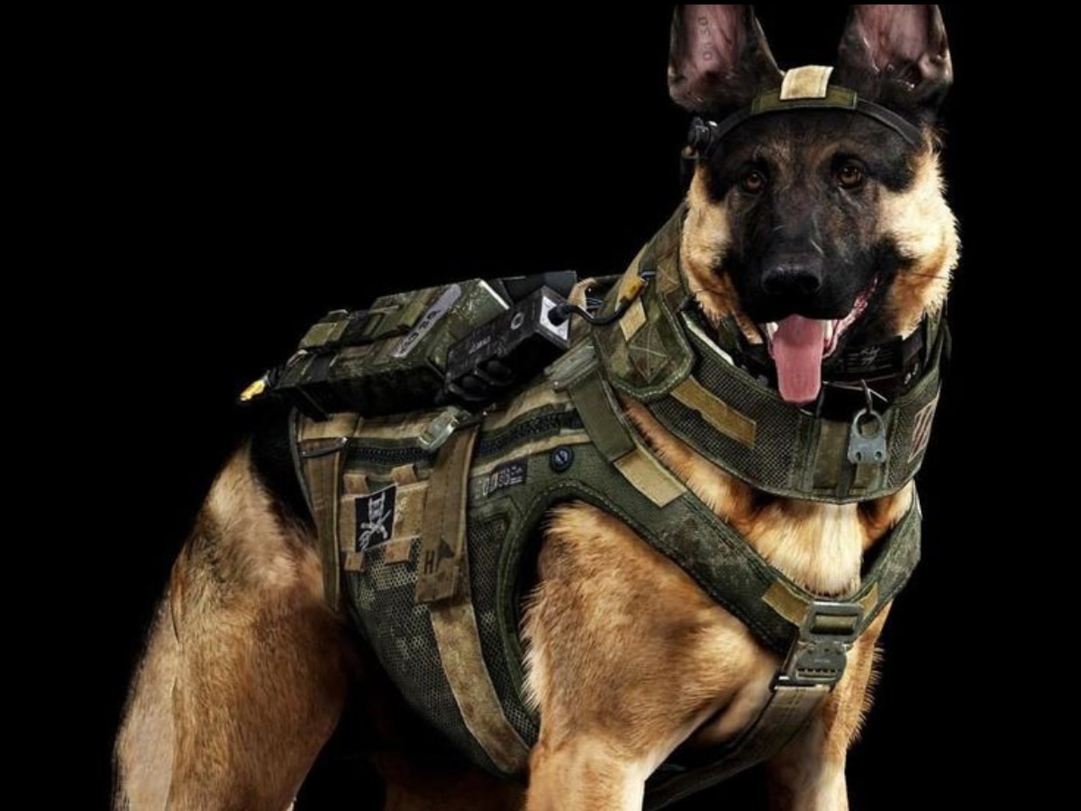 How indian army dogs trained know about k9 unit indigenous breeds are ...