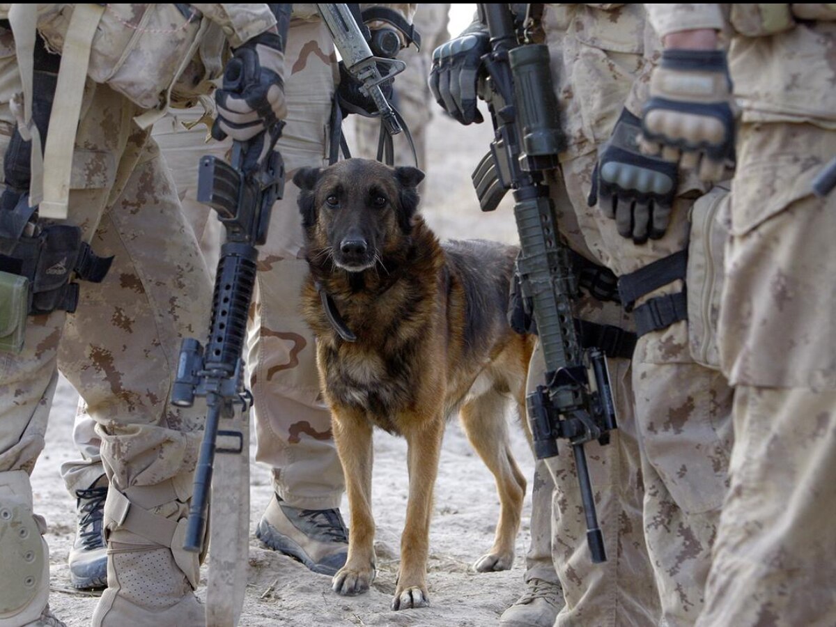 How indian army dogs trained know about k9 unit indigenous breeds are ...