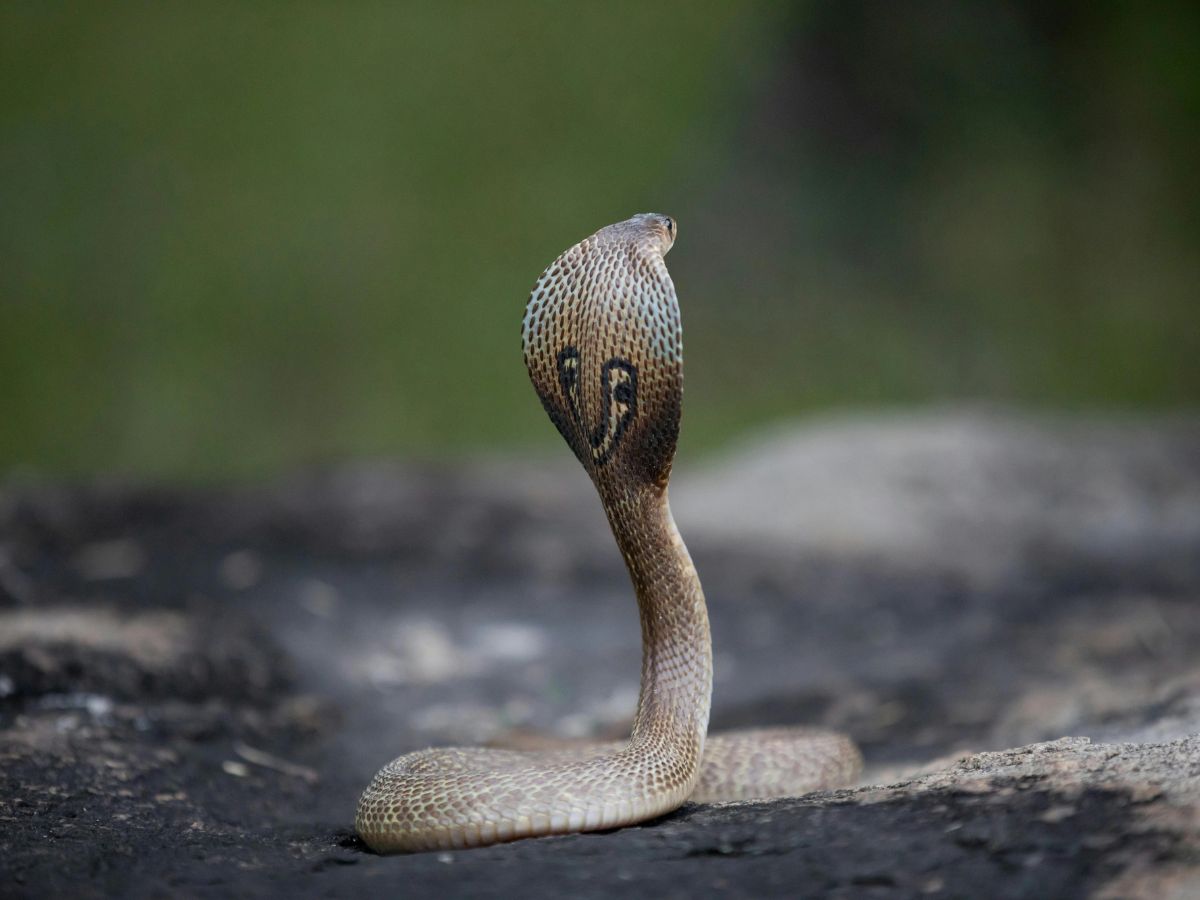 How many types of snakes are found in India the world's most poisonous ...