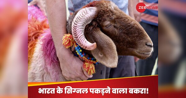 On Bakrid 2025 Wi-Fi goat goes viral in Pakistan catches Indian signals ...