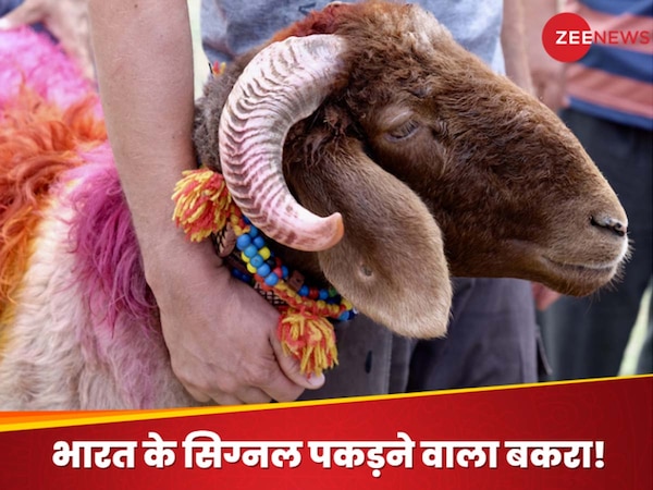 On Bakrid 2025 Wi-Fi goat goes viral in Pakistan catches Indian signals ...