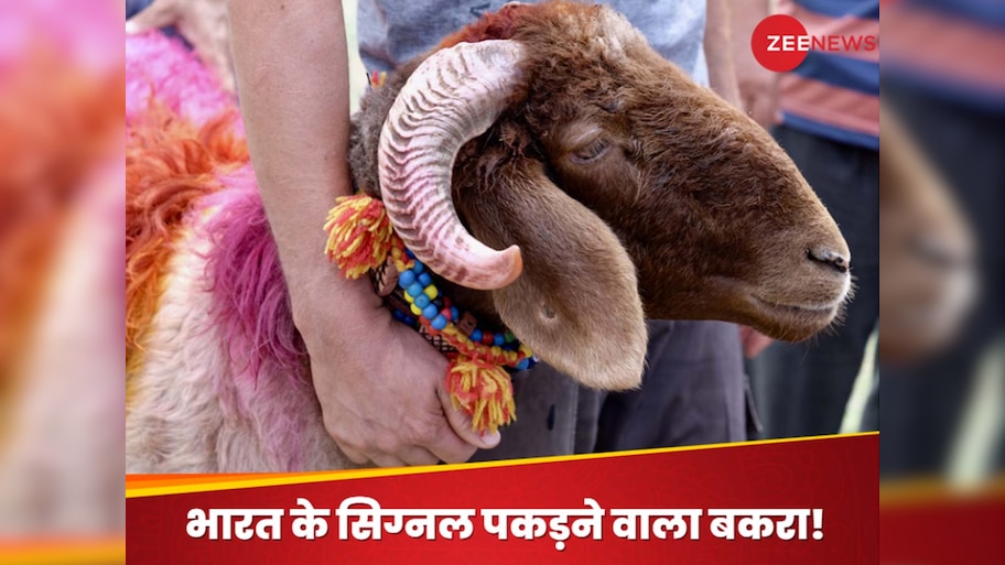 On Bakrid 2025 Wi-Fi goat goes viral in Pakistan catches Indian signals ...