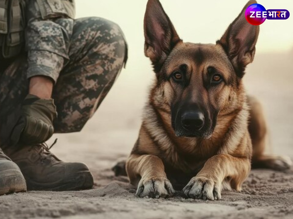 India Army Dogs Unseen Heroes check what they do and how they get ...