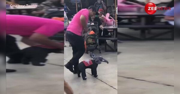 baby elephant fainted person turned on key and he started running video ...