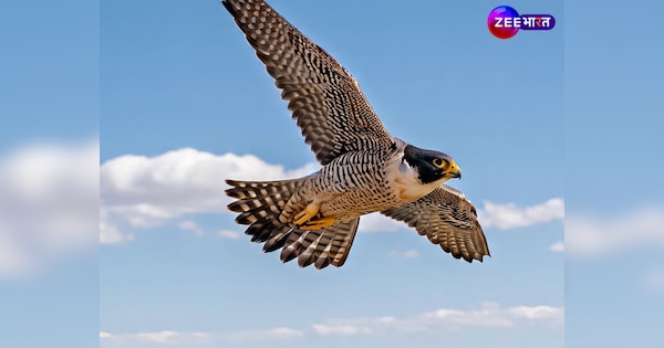 fastest flying bird in India Peregrine falcon maximum speed is 389 km ...