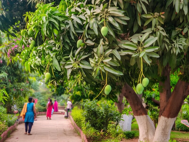 legacy of king of rajgarh Kalia mango is making splash across country ...