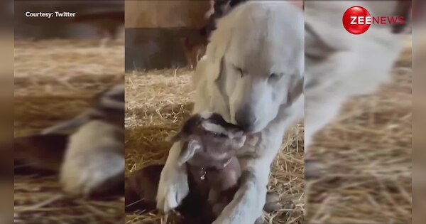 dog adoring little lamb this unique friendship won hearts of users ...