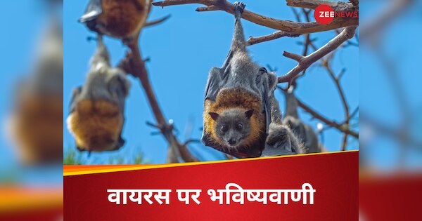 How lab grown bats can help to spread virus in human | बीमारी फैलाने ...