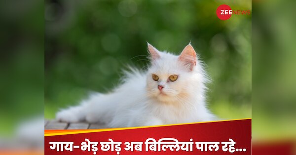 kashmir cats showing their claws! 6000 people were attacked by claws ...