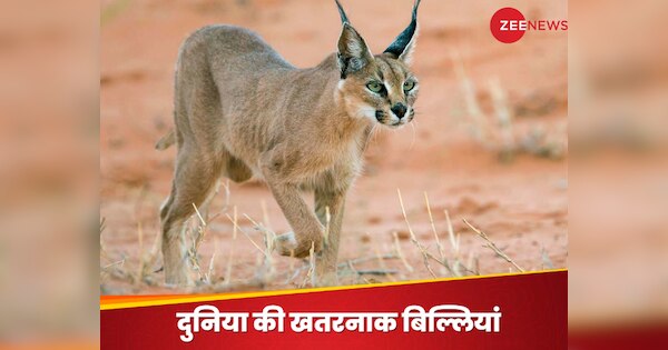 Interesting and fascinating facts about wild cats This predatory ...