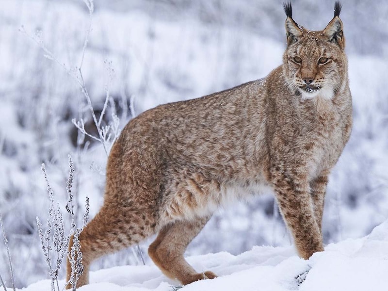 Interesting and fascinating facts about wild cats This predatory ...