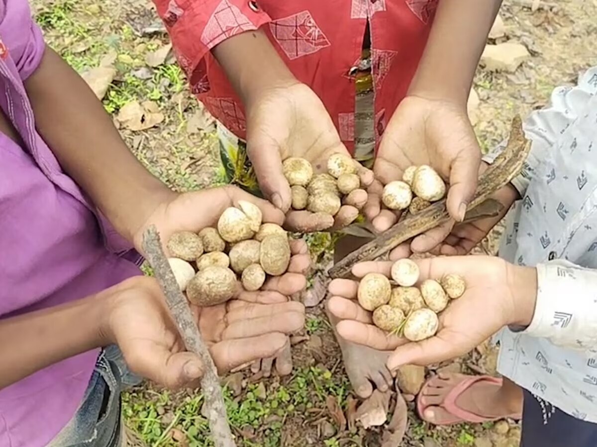 chhattisgarh most expensive vegetable puttu price and health benefits ...