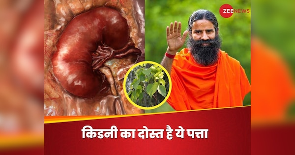 Chew Peepal Tree Leaf Baba Ramdev Ayurvedic Remedy For Kidney Disease ...