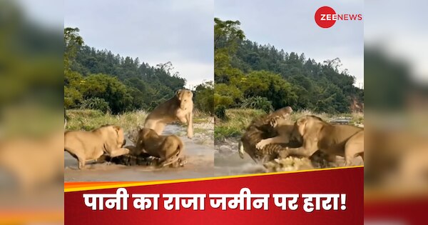 Magarmach Aur sherani Ka Video lionesses used such brains to trap the ...