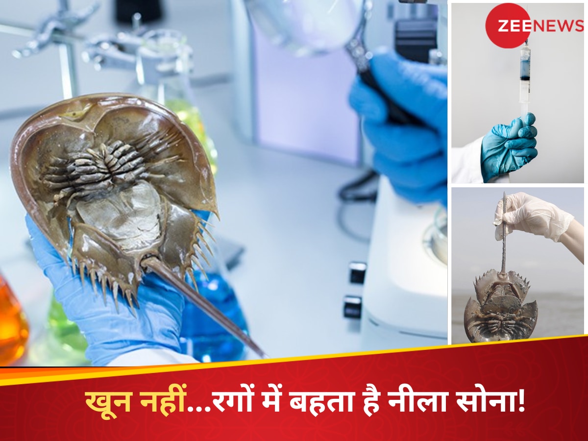 worlds most expensive blood price is more than 12 lakh rupees per litre ...