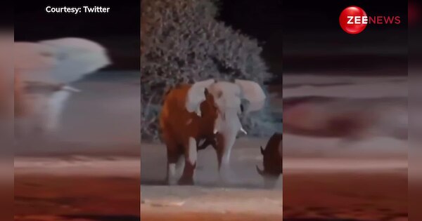 elephant tramples rhino so long fierce fight you will be stunned to see sight | गजराज और गैंडे ...