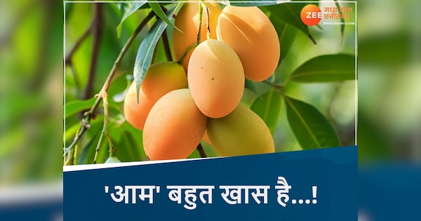 mp famous gi tag sundarja mango specialty and history of rewa sugar ...