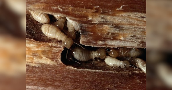 home remedies to remove deemak from furniture and wall at home dimak ...