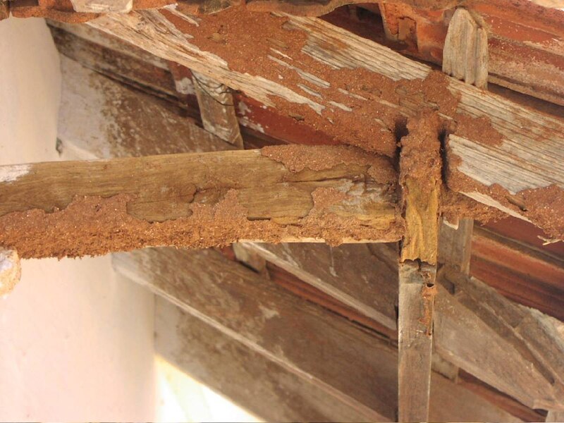 home remedies to remove deemak from furniture and wall at home dimak ...