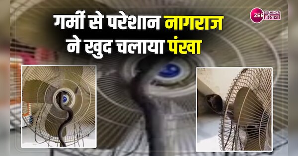 Viral Video: हाय गर्मी ! नागराज ने चलाया पंखा