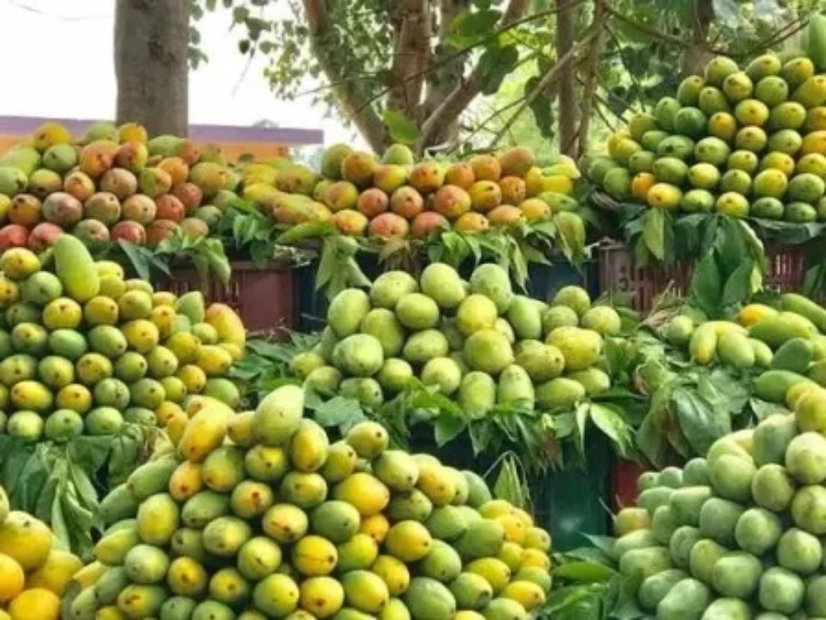 dussehri mango of Uttar Pradesh is being sold in large numbers in ...