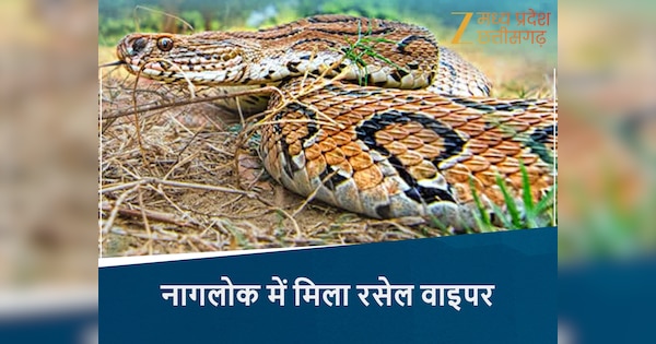 korba poisonous russell viper found in naglok india most dangerous ...