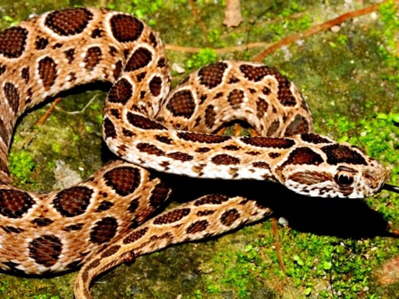 korba poisonous russell viper found in naglok india most dangerous ...