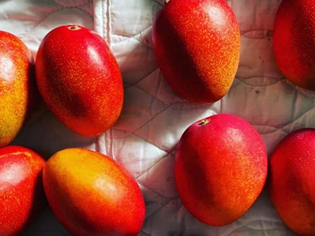 Worlds Most Expensive Mango Miyazaki Duniya ka Sabse Mehanga Aam Costly ...