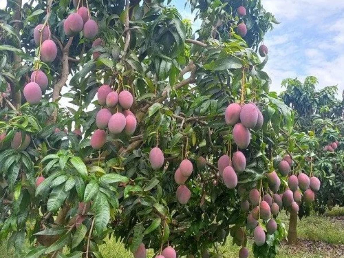 Worlds Most Expensive Mango Miyazaki Duniya ka Sabse Mehanga Aam Costly ...