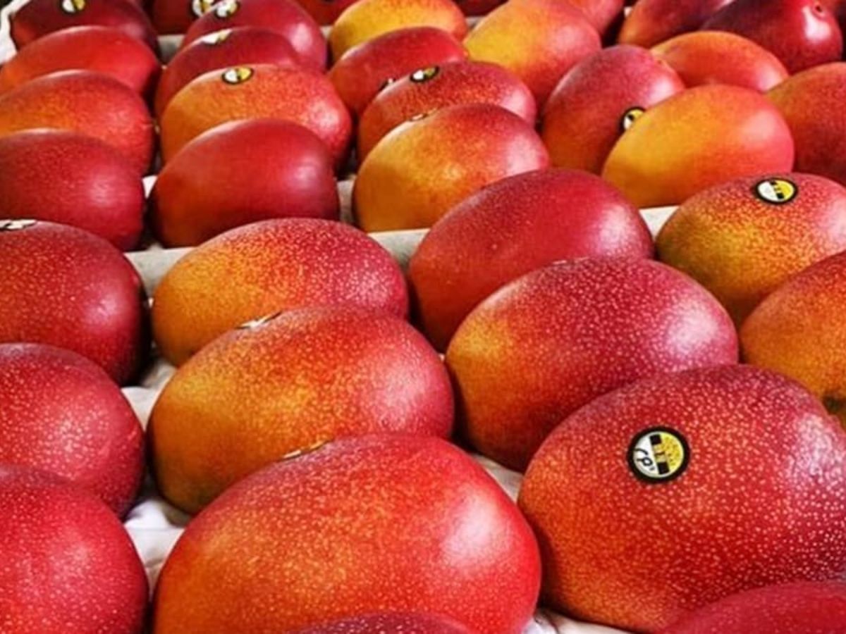 Worlds Most Expensive Mango Miyazaki Duniya ka Sabse Mehanga Aam Costly ...