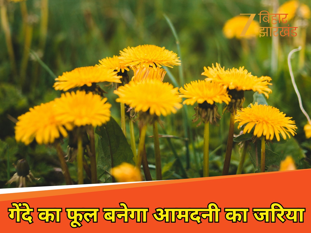 Bihar government farming subsidy on Marigold flowers farming apply like ...