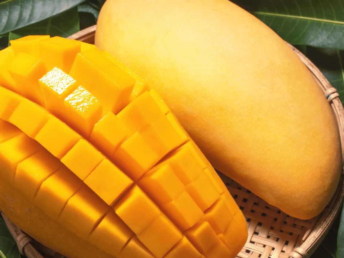 bhopal state level mango festival 8.0 will start from tuesday get ...