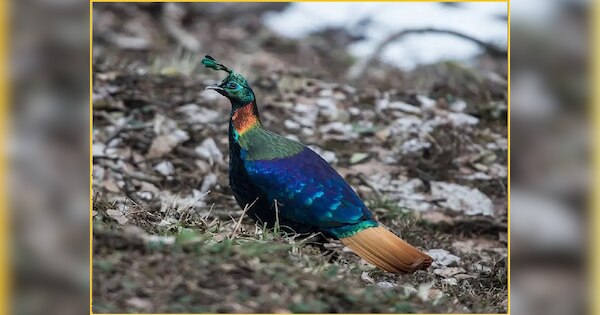 this mysterious bird of the himalayas is more beautiful than peacock ...