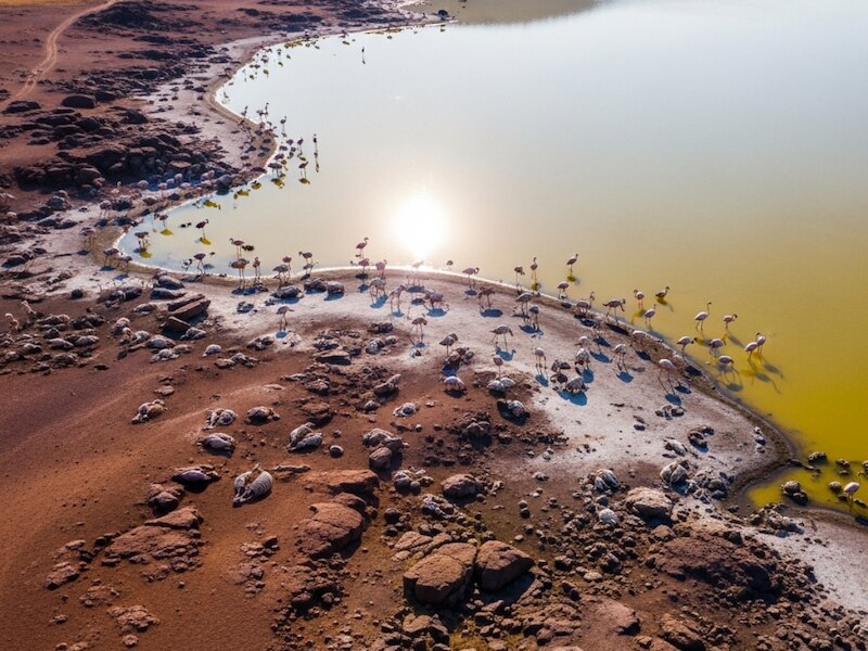 Tanzania toxic natron lake can turn birds into stones temperature raise ...