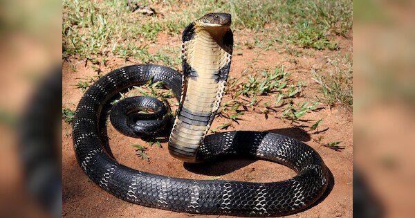 king cobra lays its eggs in nest like birds and most commonly found in ...