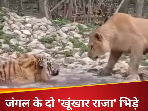Sher Aur Bagh Ka Video What Happened When a Ferocious Lion Faced Off ...