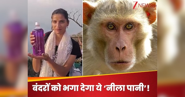Viral Video Monkeys run away from home after seeing this blue bottle This Desi Jugaad is a ...