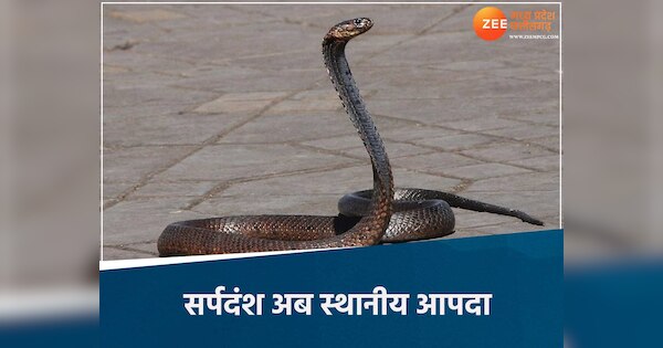 snakebite local disaster in madhya pradesh 2500 people died in 1 year ...
