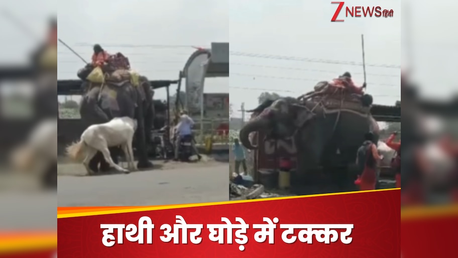 Viral Video Elephant and Horse Clash on the Road Gajraj Run for Life ...