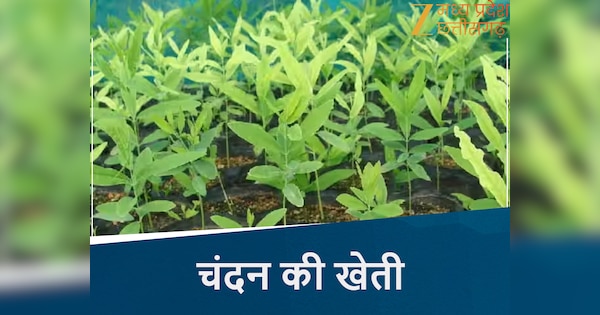 how to cultivation of sandalwood farming tips for chhatarpur ...