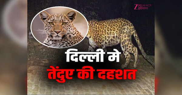 Leopard in Delhi : जगतपुर बायोडायवर्सिटी पार्क मैं कैप्चर हुई तेंदुए की ...