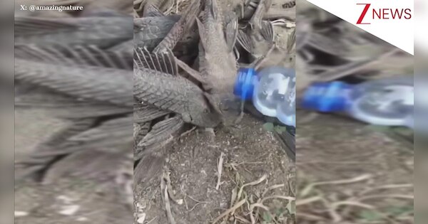 pleco fish adapted to survive outside of water for extended period of ...