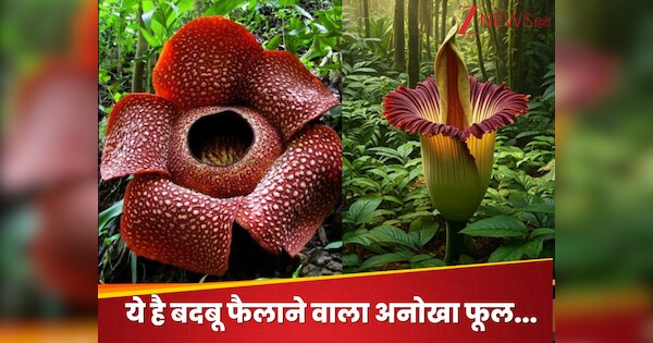 worlds most foul smelly flower it blooms once in 10 year know about ...