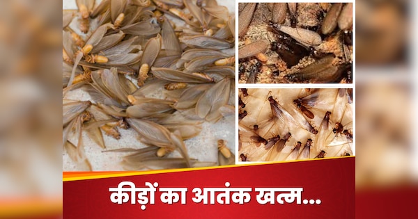 Home remedies for insects Barish ke baad kide bhagane ka gharelu upay ...