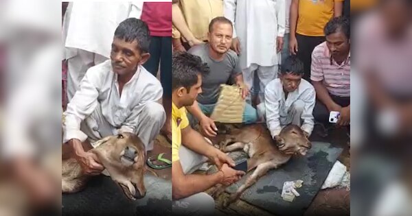 baghpat Cow gave birth to strange calf with Two mouths three eyes crowd ...
