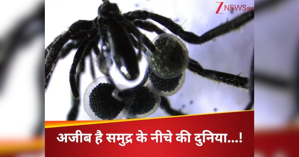 deep sea spiders use methane gas to produce their food greenhouse ...