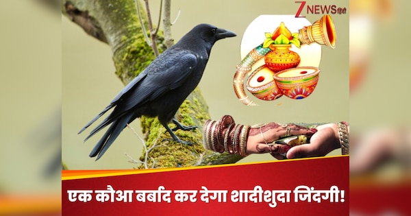 crow Good bad omens a crow can ruin married life Do not ignore these ...